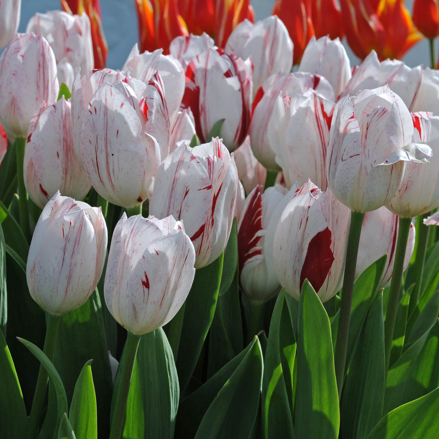 Tulip One Direction (Tulipa) | per 20 bulbs | Fluwel