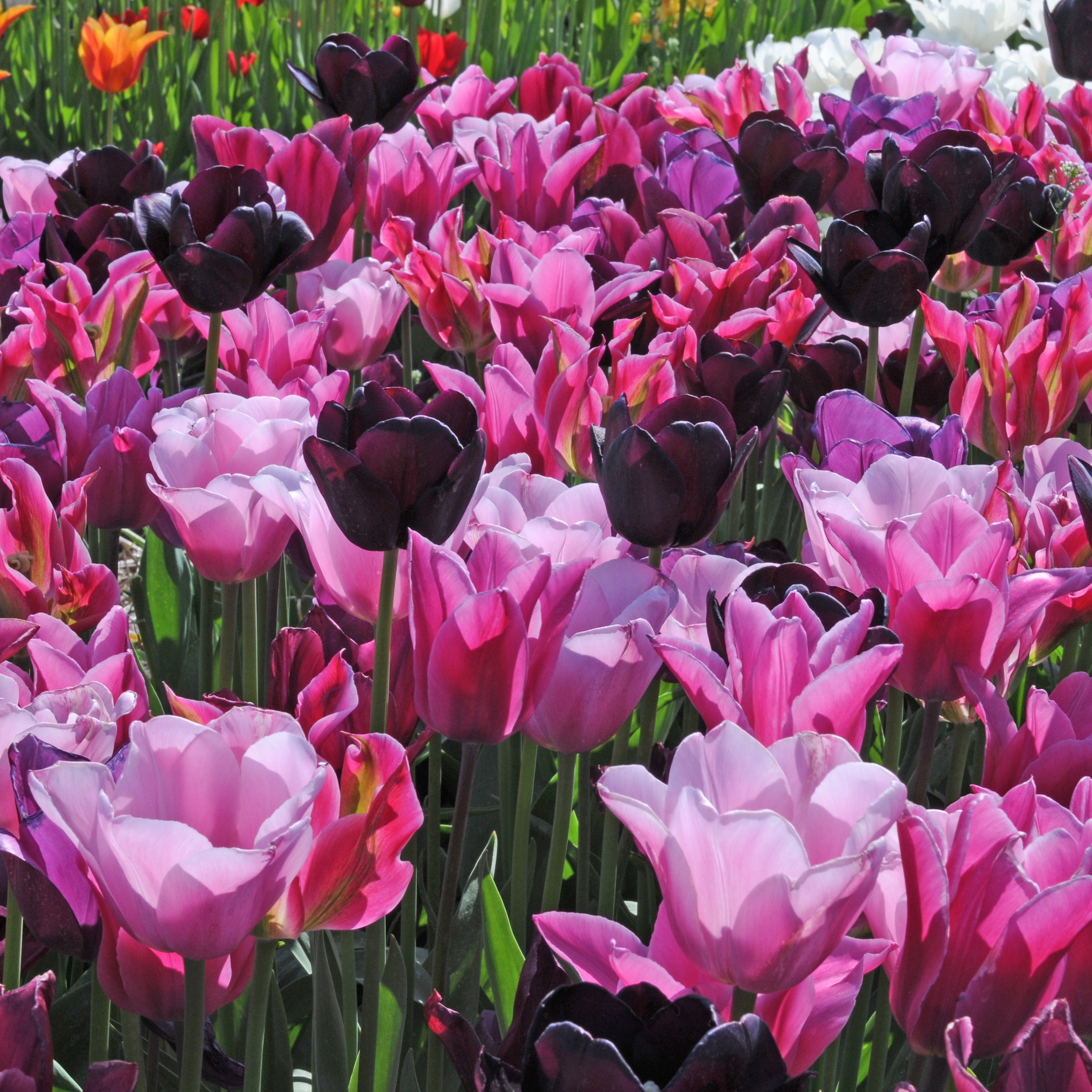 Tulip mix 'Pinotage' (Tulipa) | per 100 bulbs | Fluwel