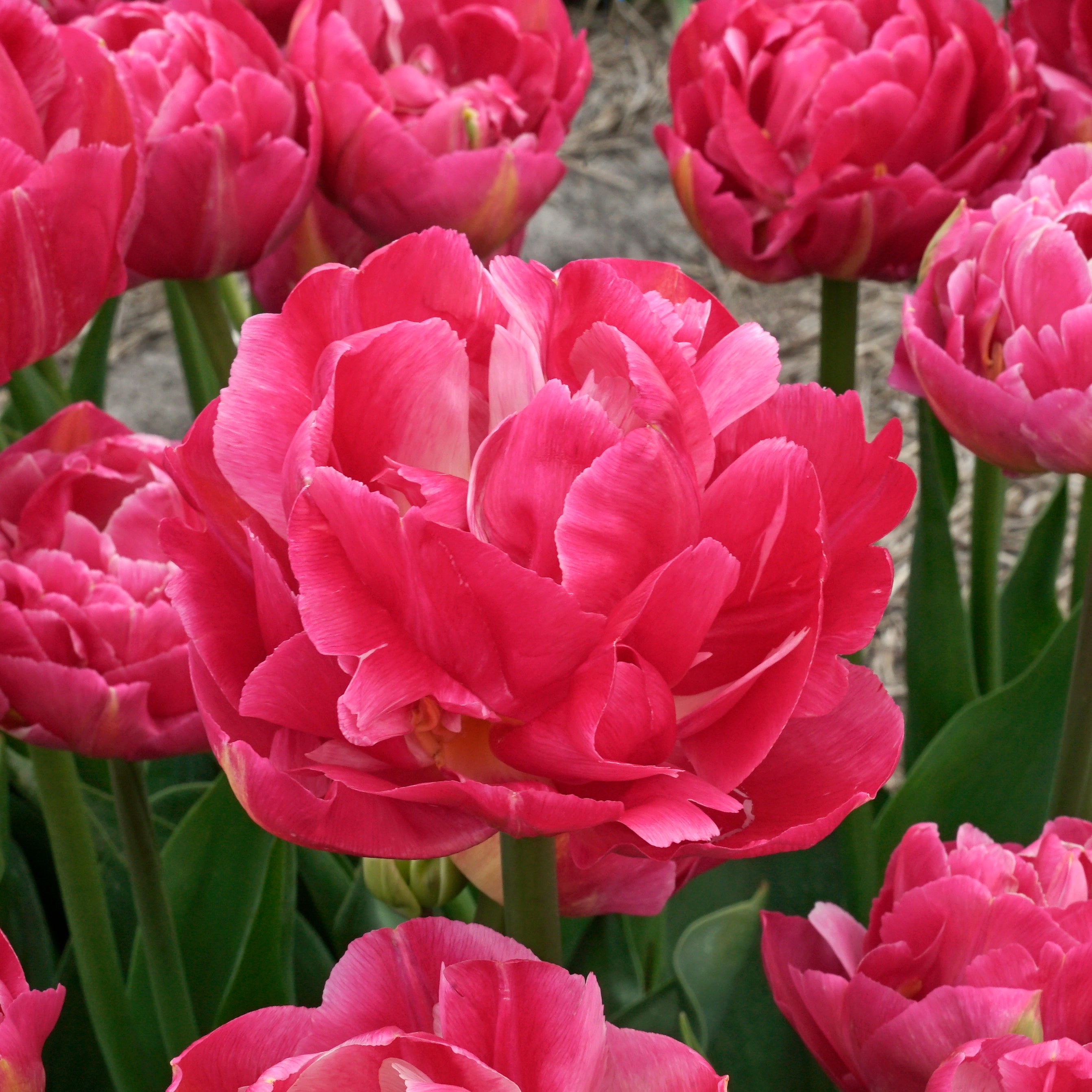 Tulip Pinza (Tulipa) | per 20 pieces | Fluwel