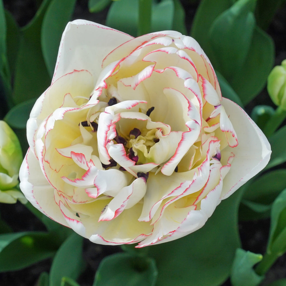 Tulip Wild Romance (Tulipa) | per 10 bulbs | Fluwel