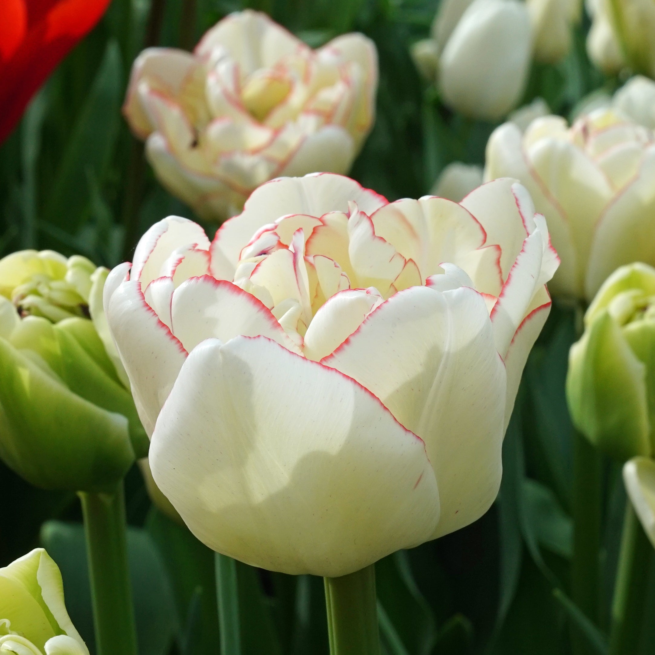 Tulip Wild Romance (Tulipa) | per 10 bulbs | Fluwel