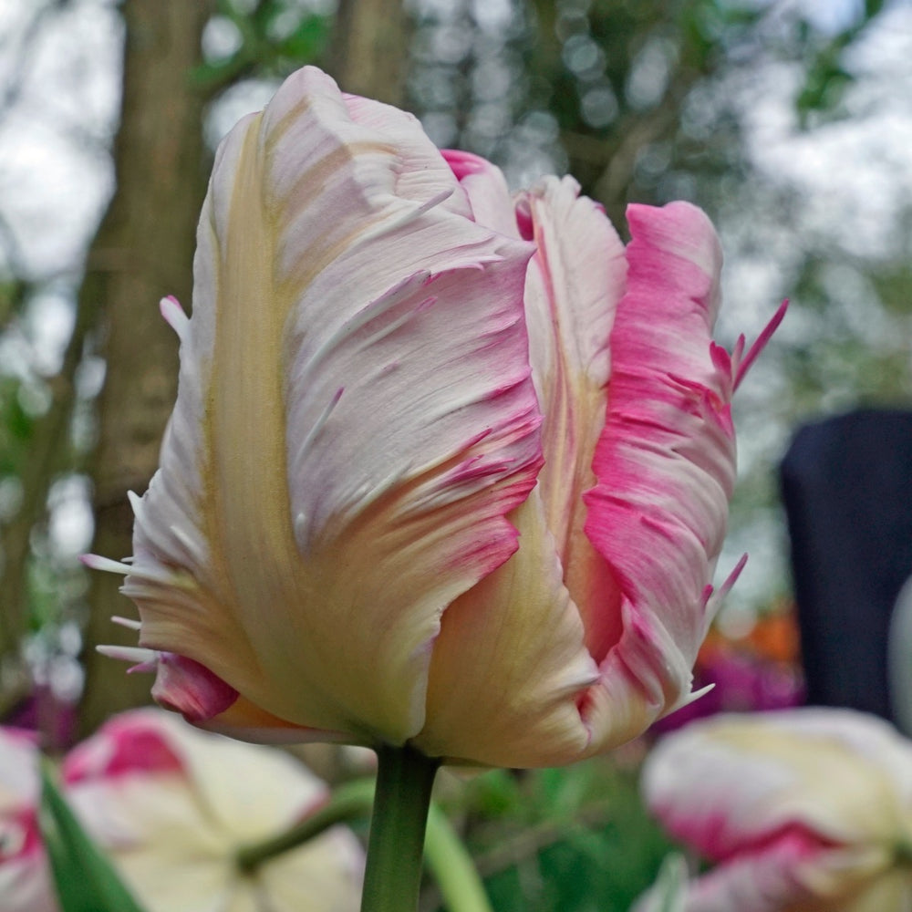 Tulip Silver Parrot (Tulipa) - Fluwel