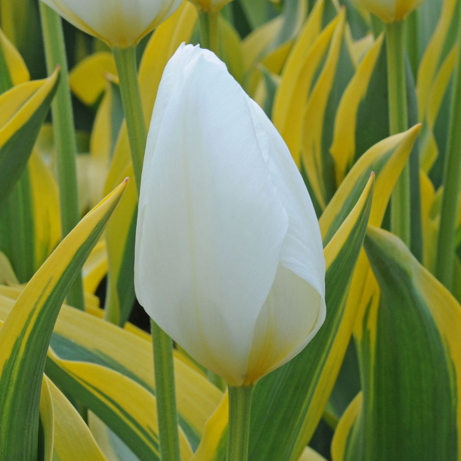 Tulip Purissima Blonde (Tulipa) | per 20 bulbs | Fluwel