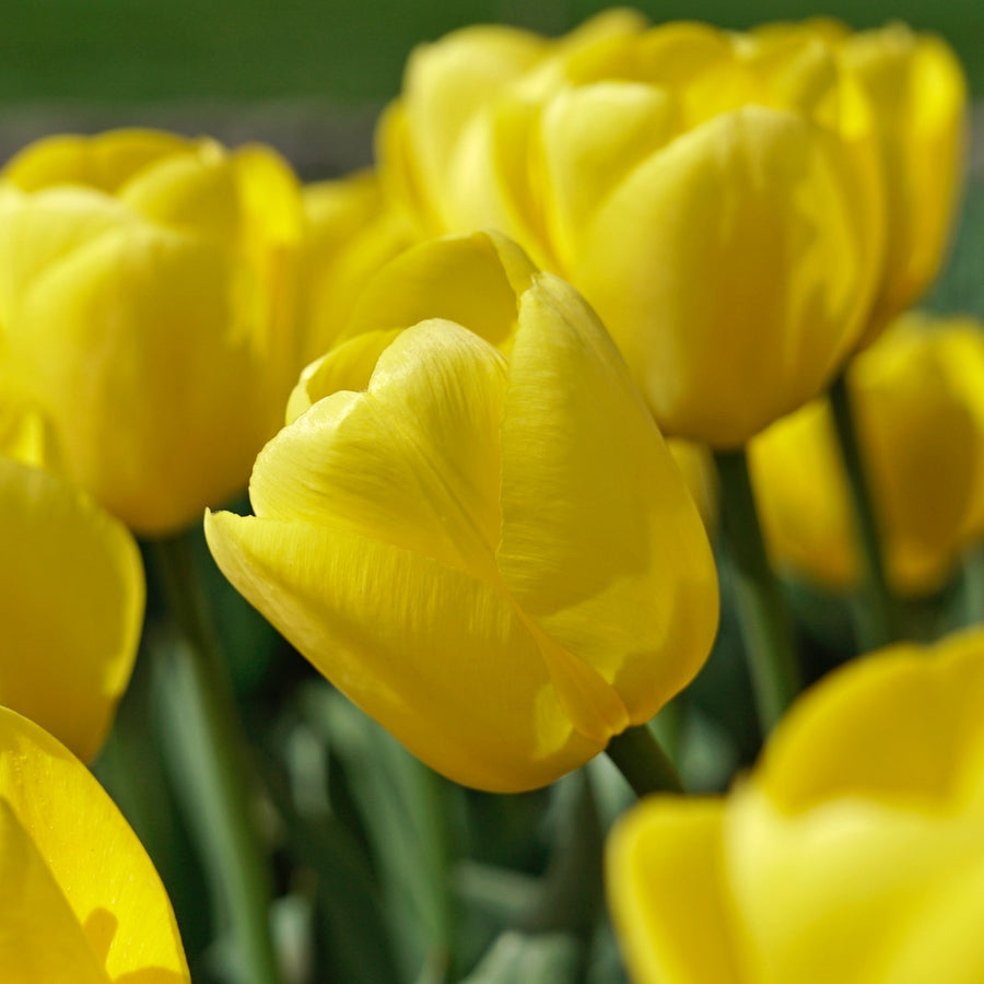 Tulip Novi Sun (Tulipa) | per 20 pieces | Fluwel