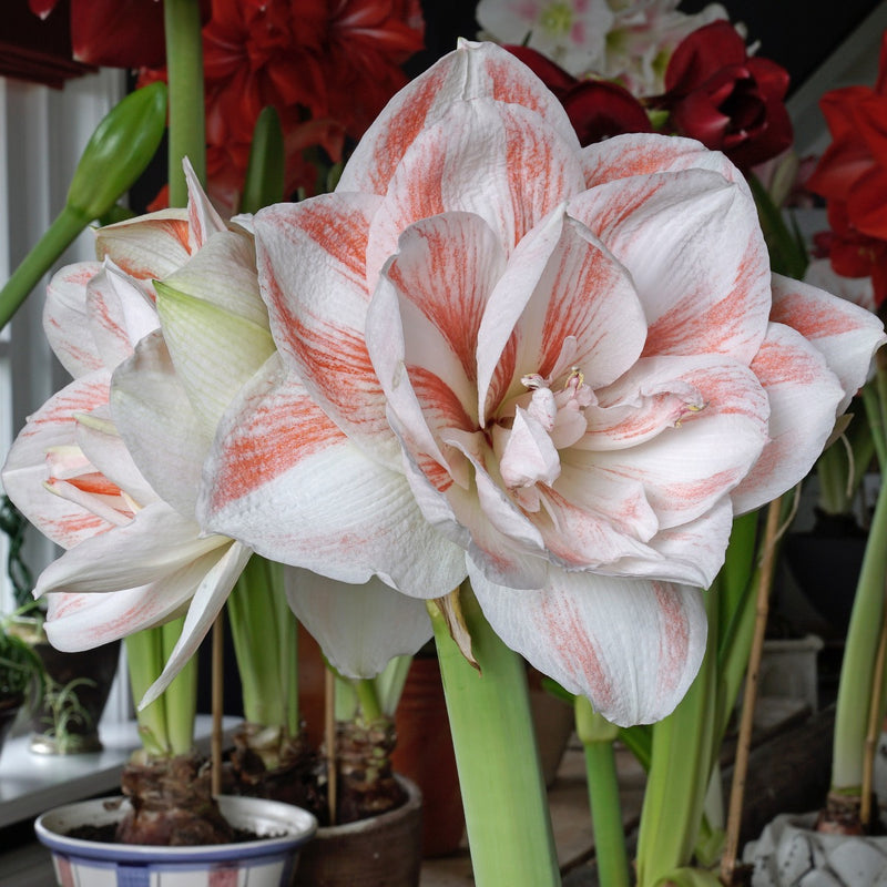 Amaryllis Nymph (Hippeastrum) | per 1 piece | Fluwel