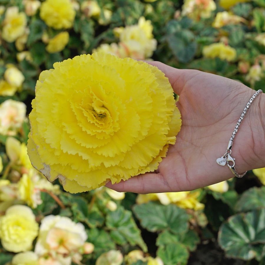 Begonia Ruffled Yellow - Fluwel
