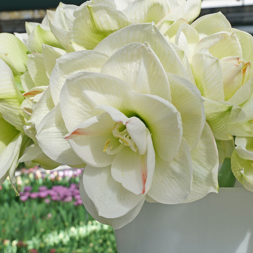 Amaryllis Amadeus White (Hippeastrum) - Fluwel