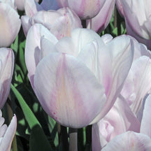 Tulip Silver Cloud (Tulipa) | per 20 bulbs | Fluwel