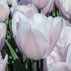 Tulip Silver Cloud (Tulipa) | per 20 bulbs | Fluwel