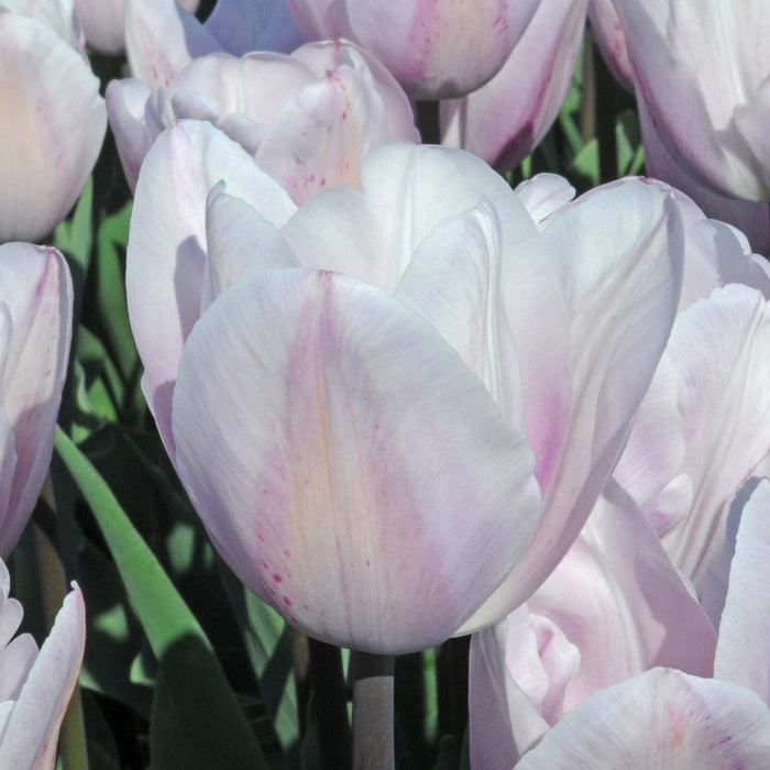 Tulip Silver Cloud (Tulipa) | per 20 bulbs | Fluwel