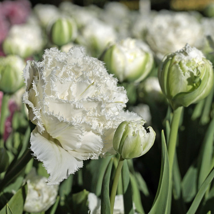 Tulip Snow Crystal (Tulipa) | per 20 pieces | Fluwel
