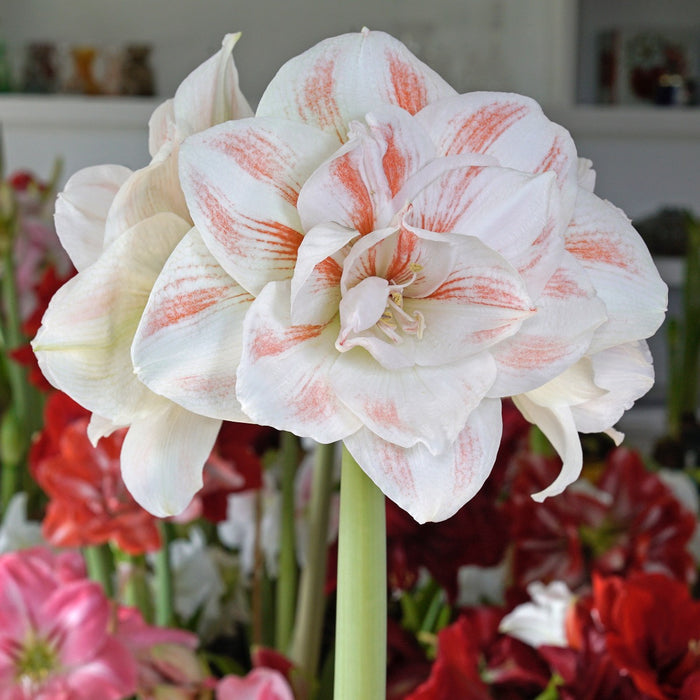Amaryllis Nymph (Hippeastrum) - Fluwel