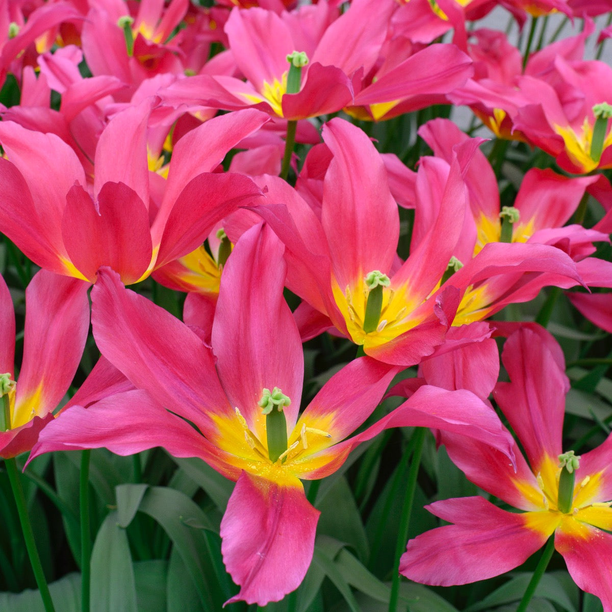 Tulip Queen Rania (Tulipa) | per 20 bulbs | Fluwel