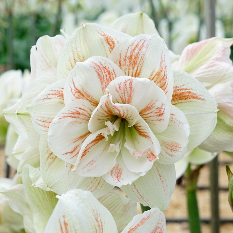 Amaryllis Nymph (Hippeastrum) - Fluwel