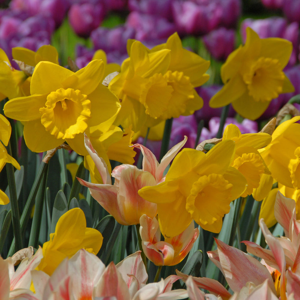Daffodil Queen Beatrix (Narcissus) | per 10 pieces | Fluwel