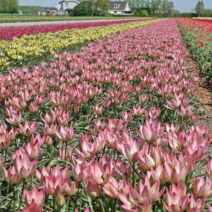 Tulip Danique (Tulipa) | per 20 bulbs | Fluwel