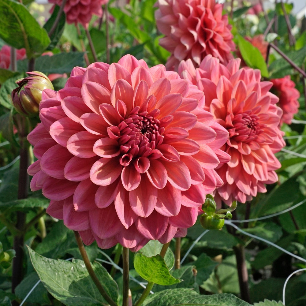Buy Dahlia Salmon Runner | per 3 tubers | Fluwel
