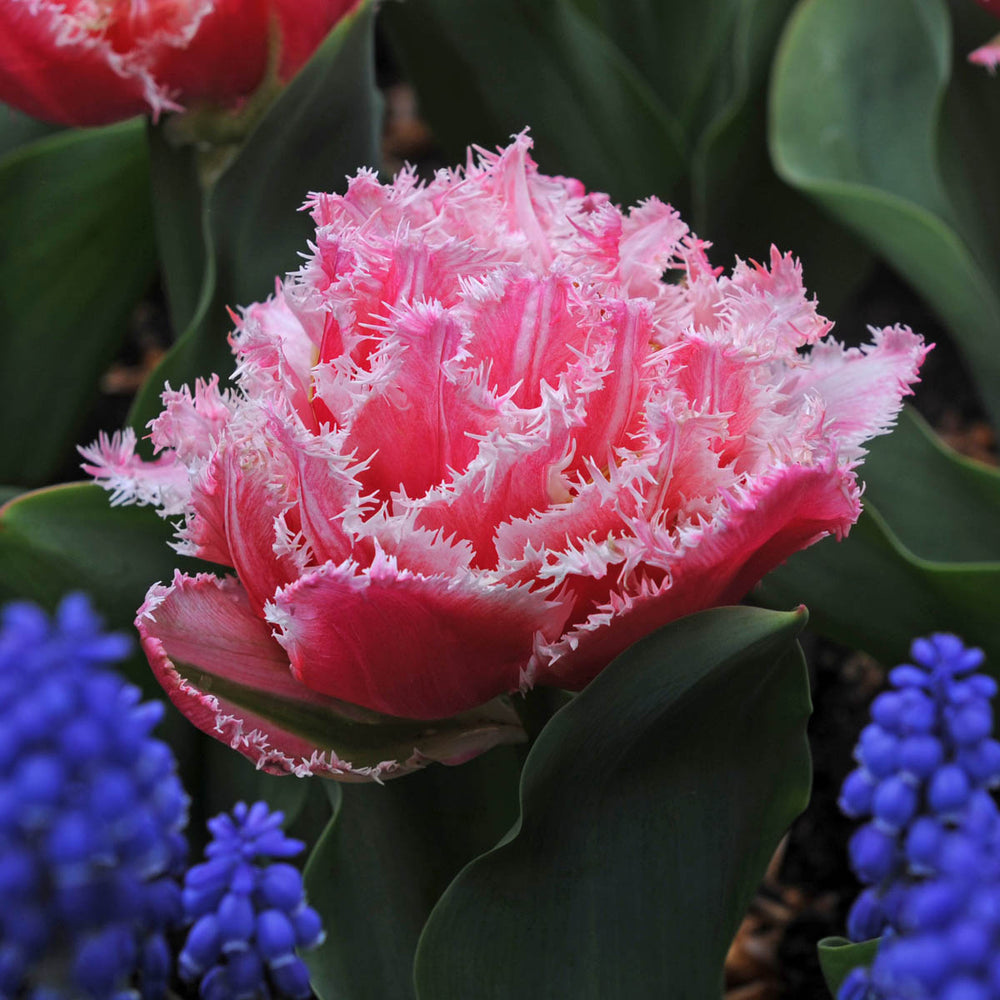 Tulip Queensland (Tulipa) | per 20 bulbs | Fluwel