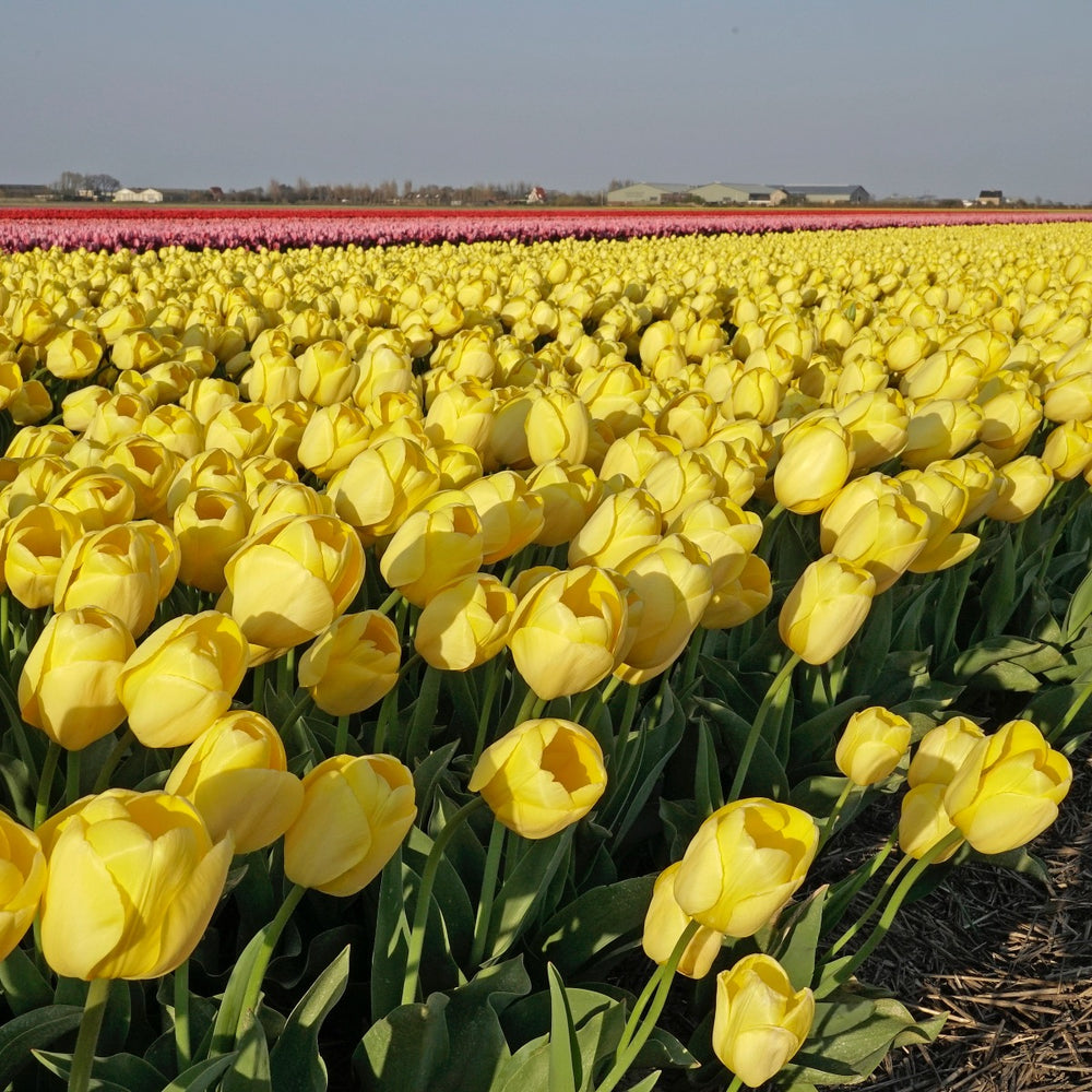 Tulip Novi Sun (Tulipa) | per 20 pieces | Fluwel
