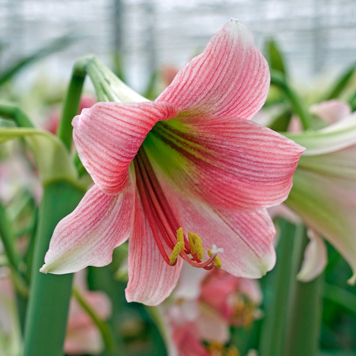 Pink Amaryllis Flower