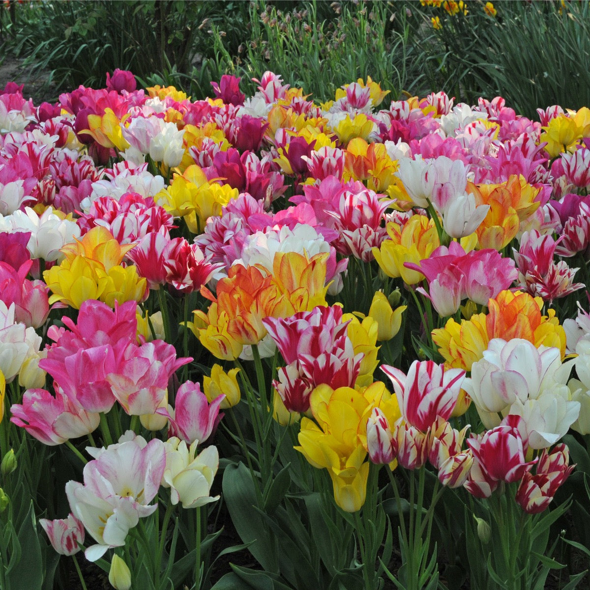 Tulip mix 'Family Reunion' (Tulipa) | per 100 bulbs | Fluwel
