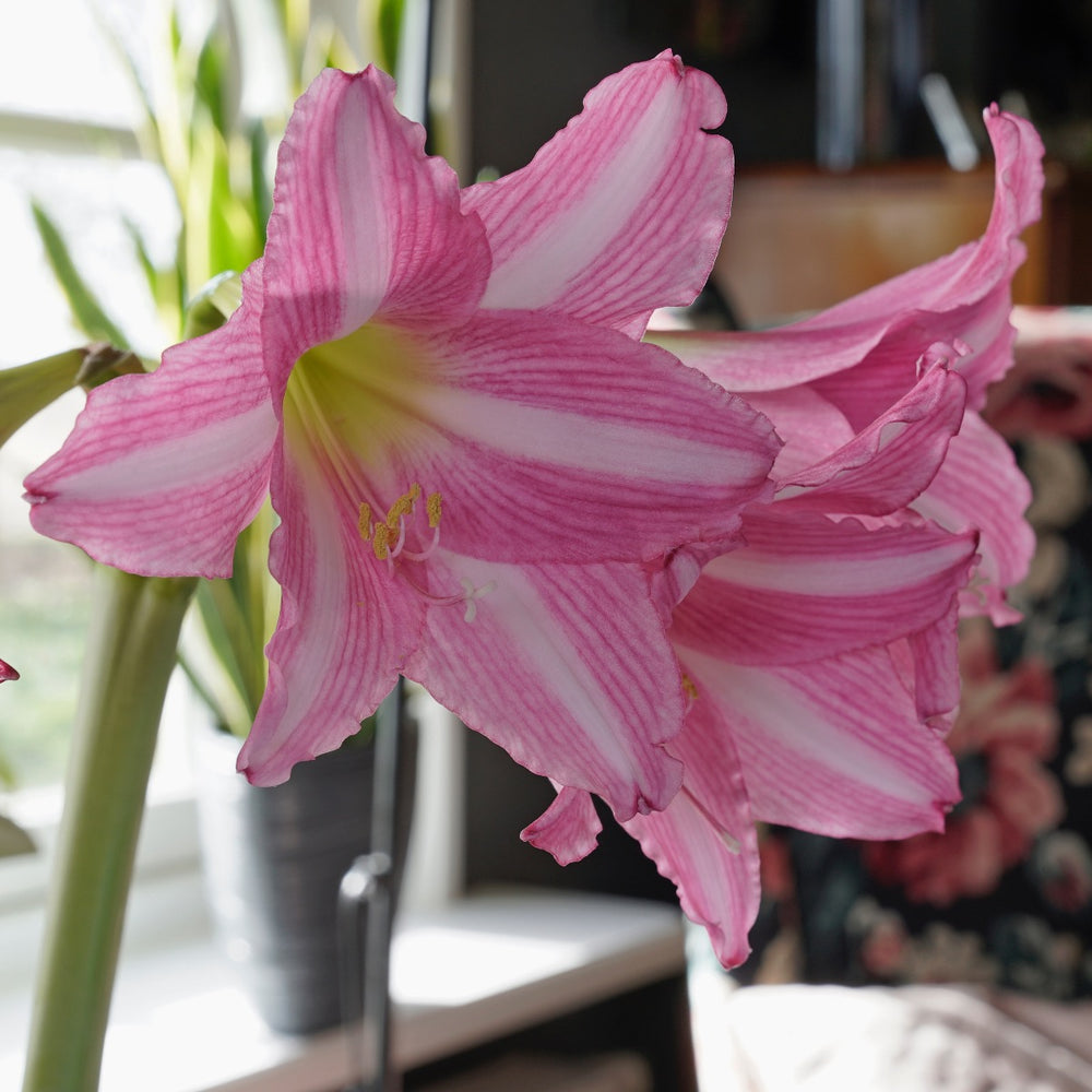Amaryllis Estella (Hippeastrum) - Fluwel