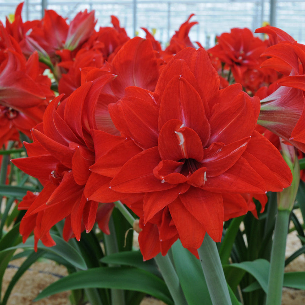 Amaryllis Double Delicious (Hippeastrum) | per 1 piece | Fluwel