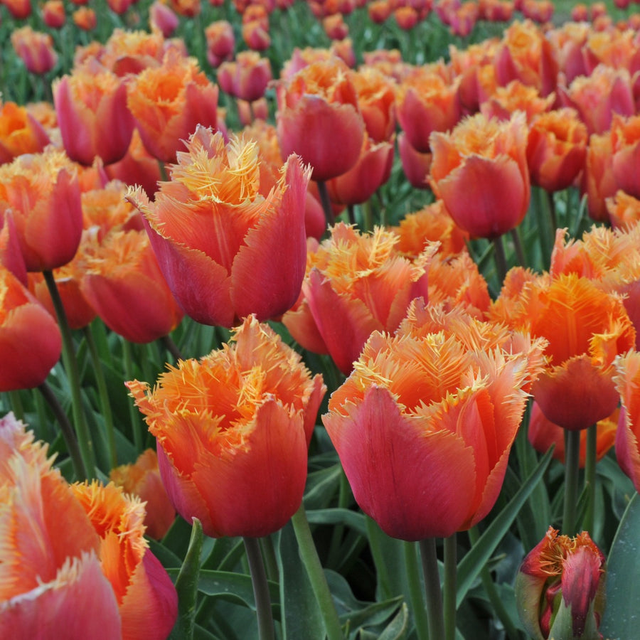 Tulip Lambada (Tulipa) | per 20 bulbs | Fluwel