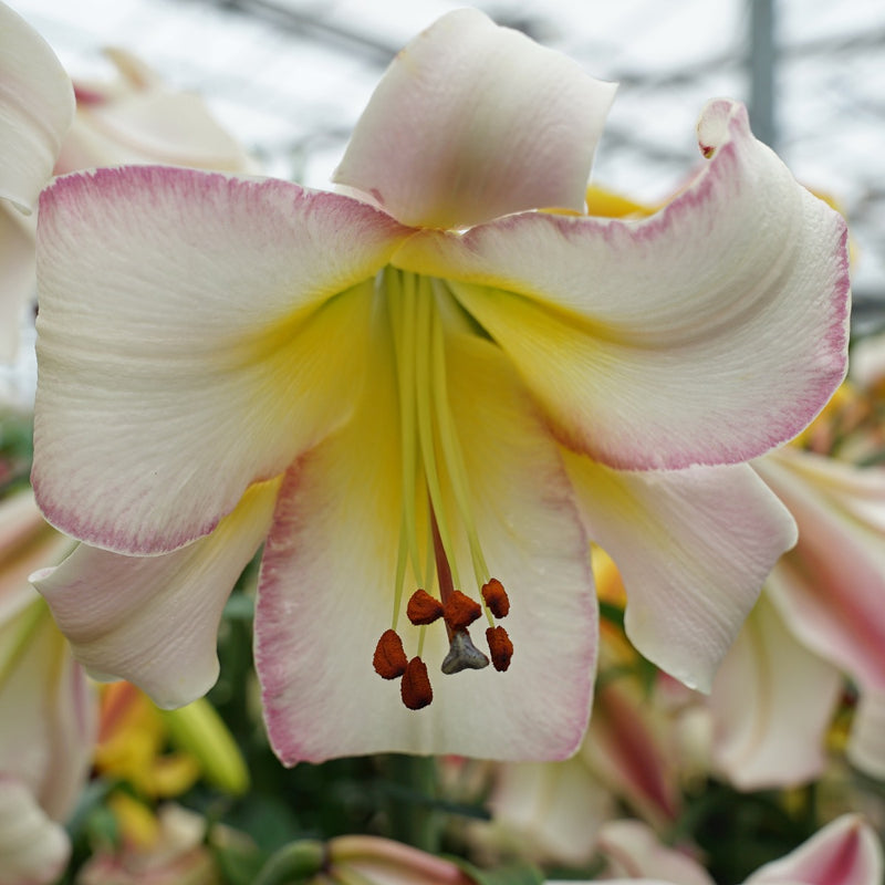 Buy Lily Beijing Moon (Lilium) | per 5 bulbs | Fluwel