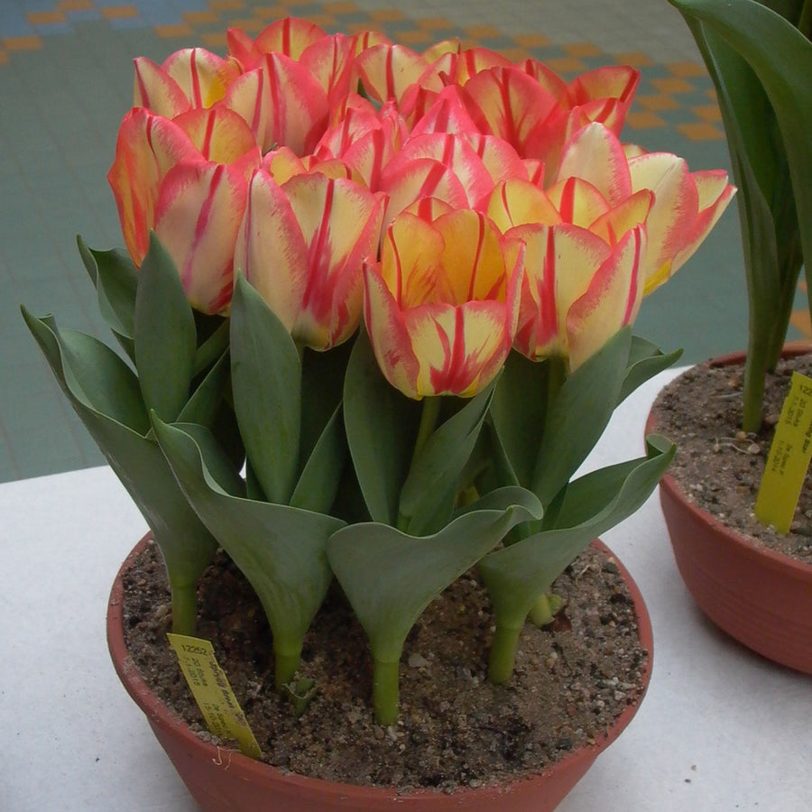 Tulip Spryng Break (Tulipa) | per 20 pieces | Fluwel
