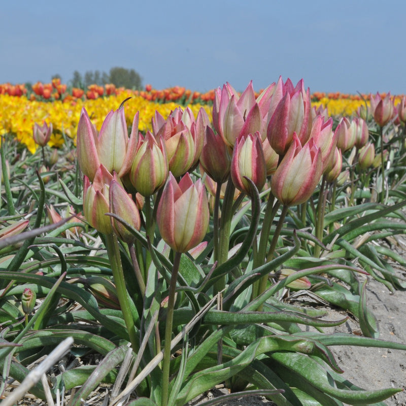 Tulip Danique (Tulipa) | per 20 bulbs | Fluwel