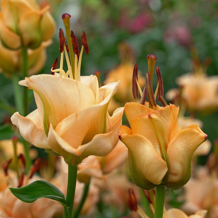 Lily Apricot Fudge (Lilium) - Fluwel