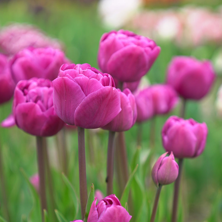 Tulip Backpacker (Tulipa) | per 20 pieces | Fluwel