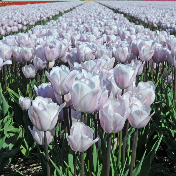 Tulip Silver Cloud (Tulipa) | per 20 bulbs | Fluwel