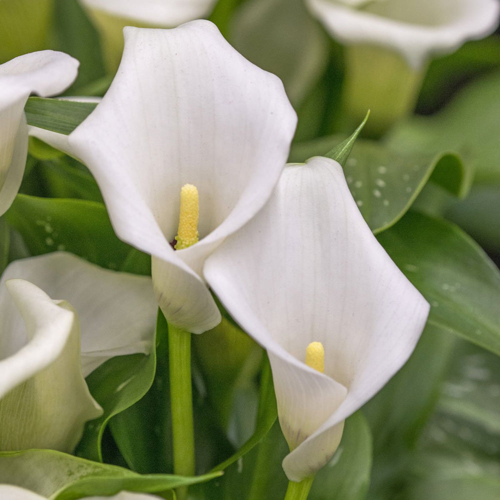 Zantedeschia 'Captain Fresco' (Calla Lily) | Premium Quality tubers ...